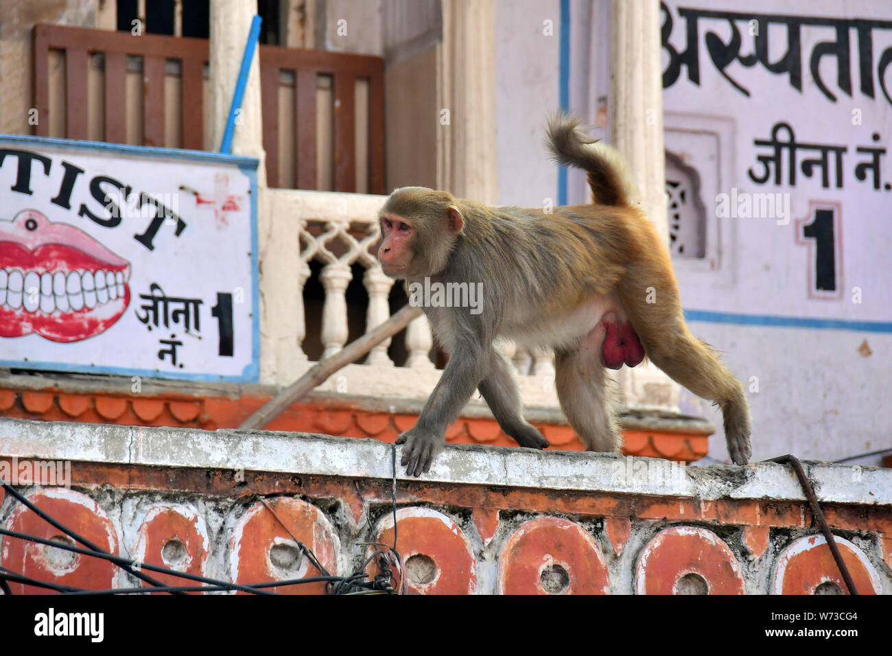 Monkey in the city, Jaipur, Rajasthan, India, Asia, UNESCO World ...