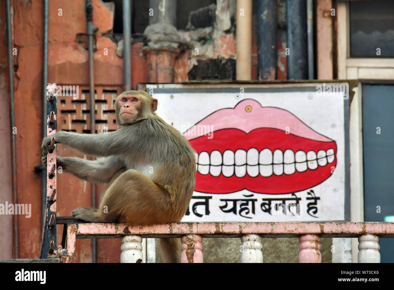 Monkey in the city, Jaipur, Rajasthan, India, Asia, UNESCO World ...
