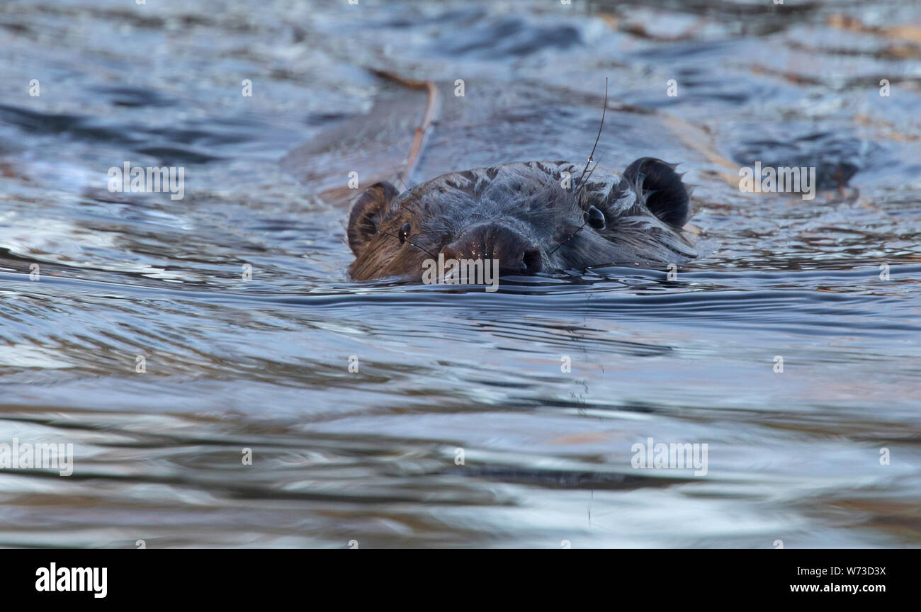 Castoridae hi-res stock photography and images - Alamy