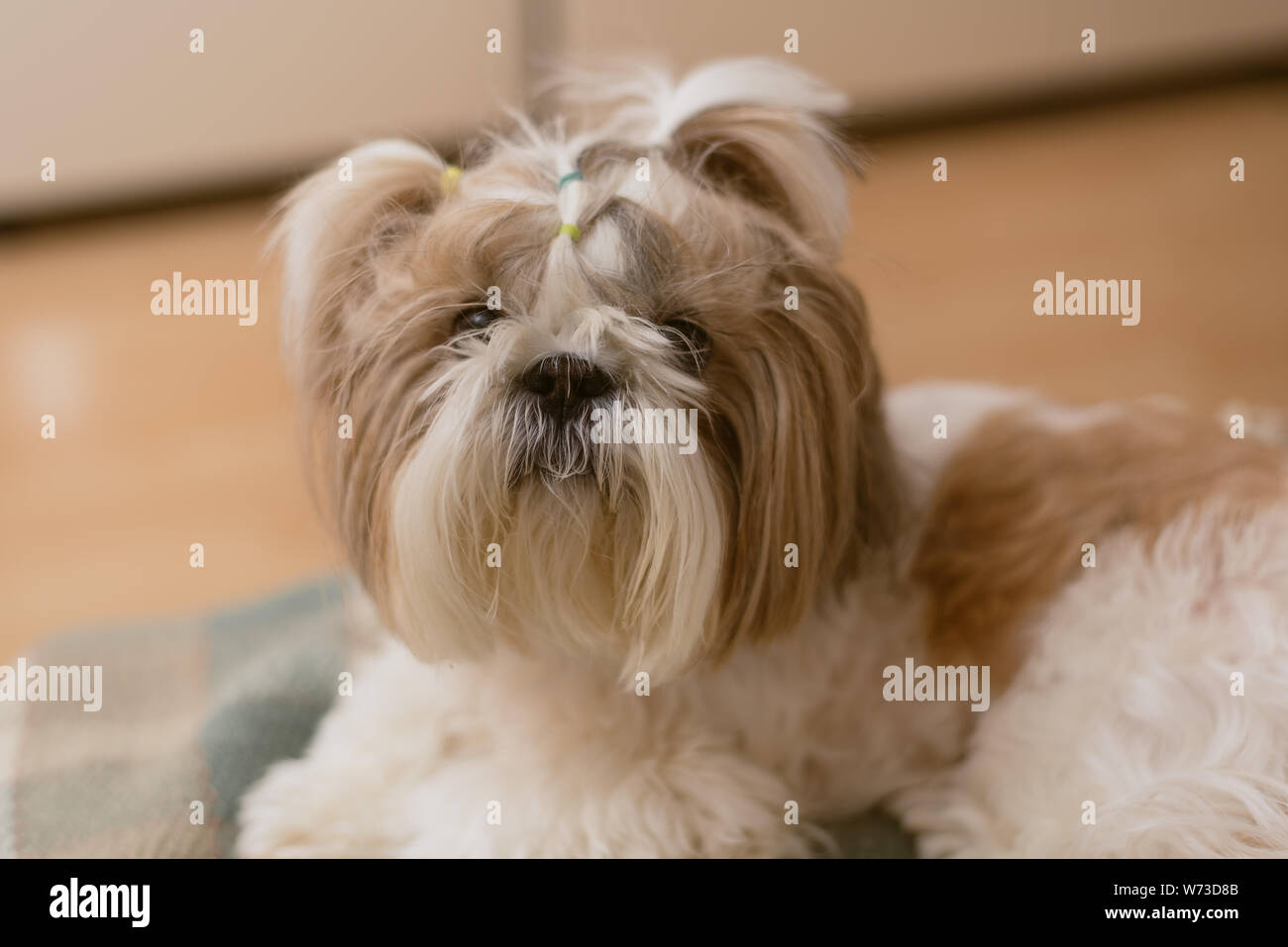 a cute little dog shi tzu sits indoors on a chair. funny puppy shih tsu ...