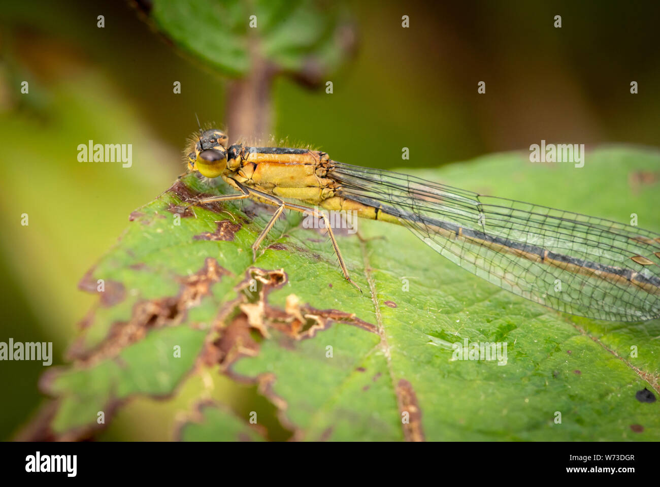 Blue form female common blue damselfly hi-res stock photography and ...