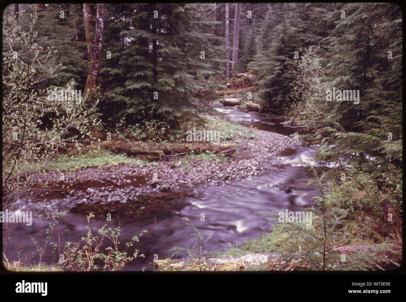 WEST FORK OF THE SATSOP RIVER IN OLYMPIC NATIONAL TIMBERLAND ...