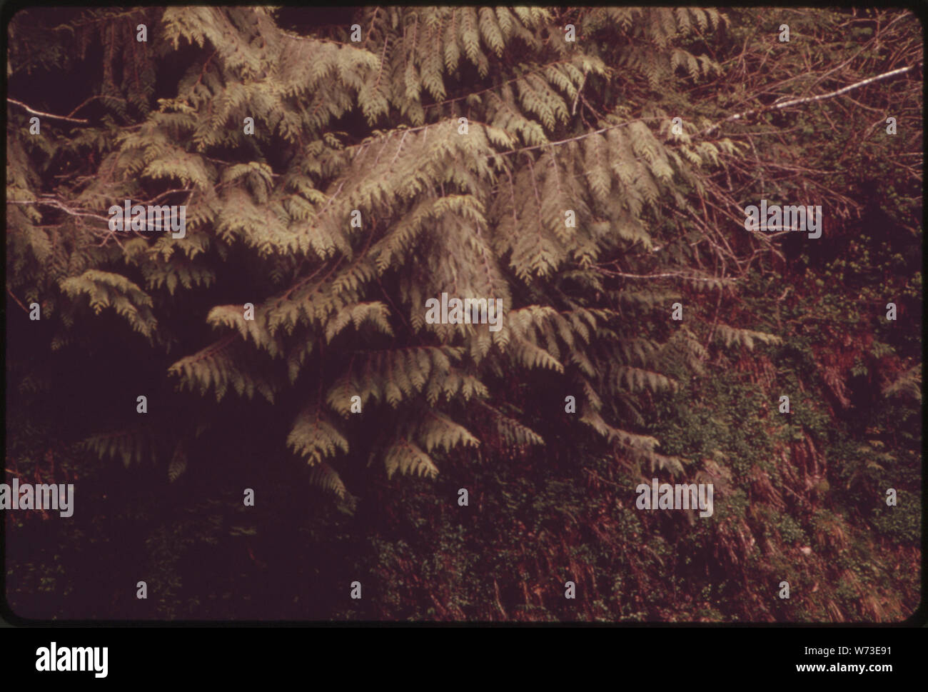 WESTERN RED CEDAR FOLIAGE IN OLYMPIC NATIONAL PARK WASHINGTON Stock ...