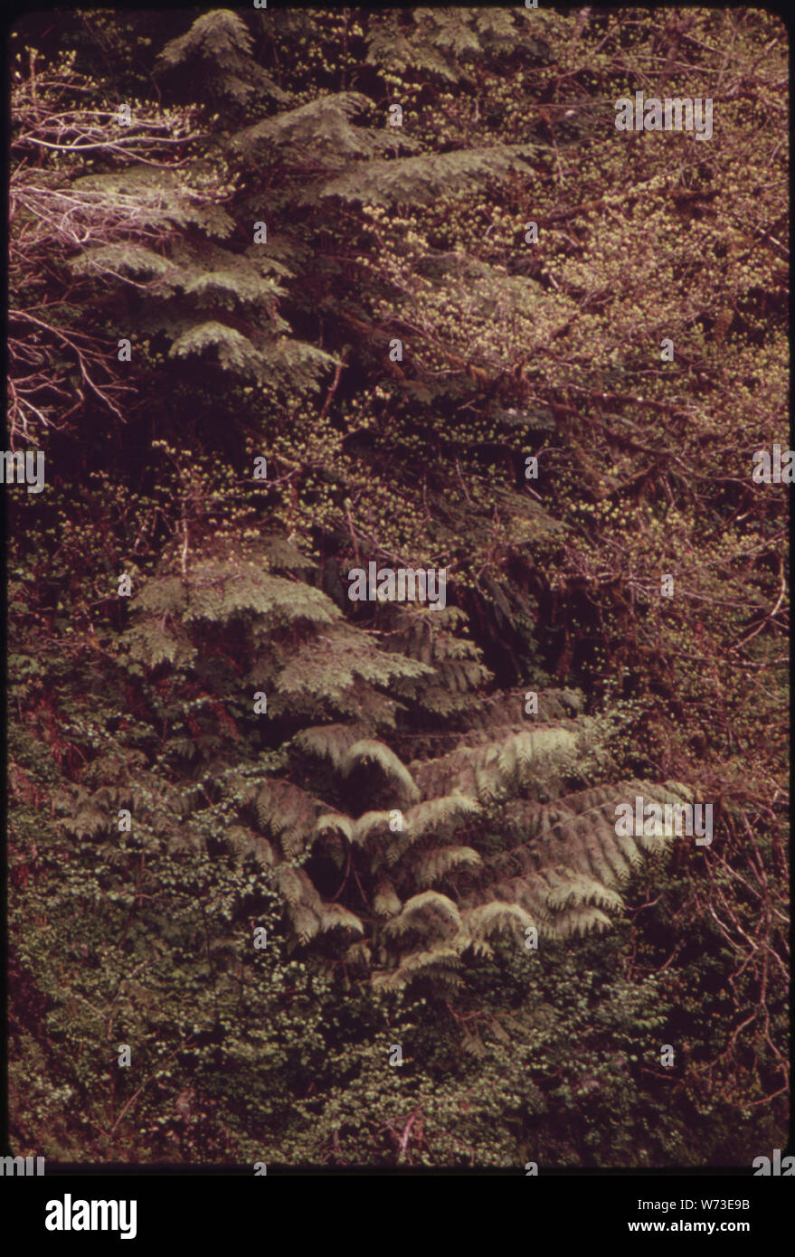 WESTERN RED CEDAR, HEMLOCK AND VINE MAPLE GROWTH ON THE WEST BANK OF ...