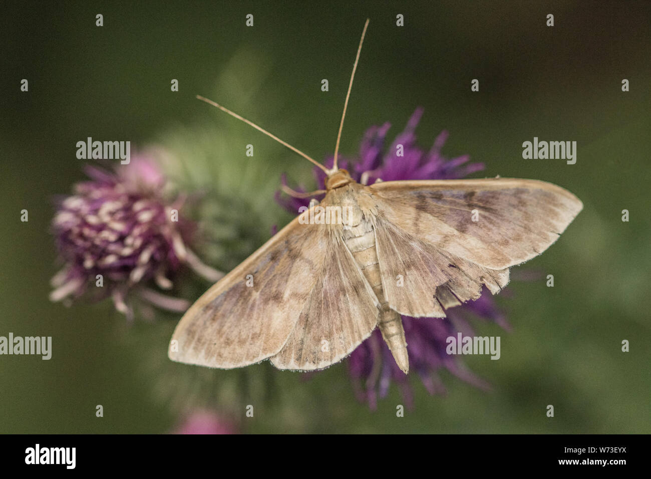 Pearl moth hi-res stock photography and images - Alamy