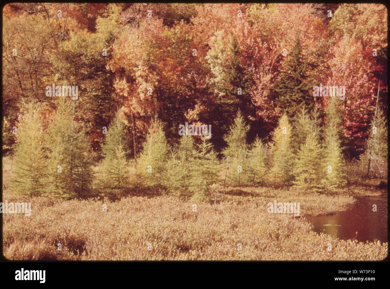 YOUNG TAMARACK TREES STARTING TO TURN THEIR FALL COLORS AT BALD ...