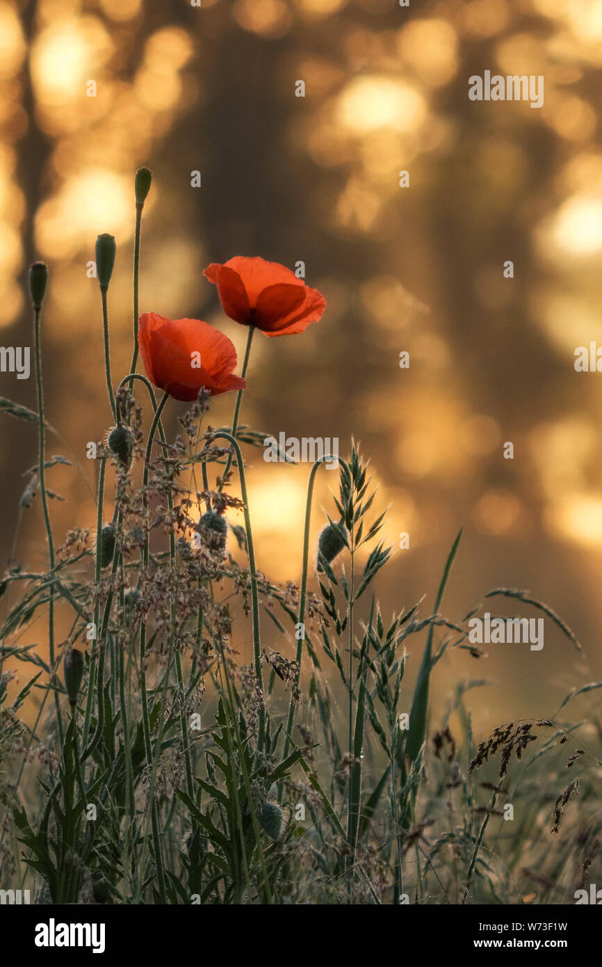 Close up of two poppies hi-res stock photography and images - Alamy