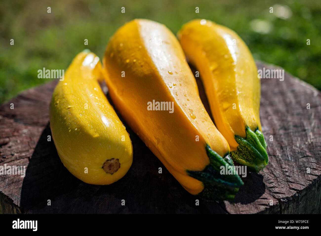 Zucchini yellow hi-res stock photography and images - Alamy