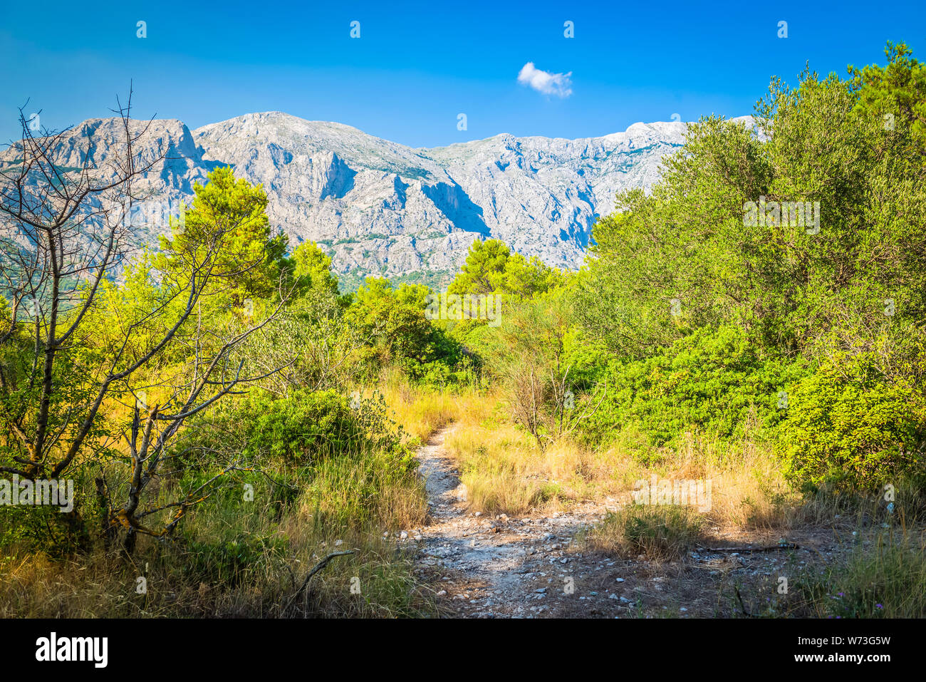 Biokovo mountain nature park and trees from Makarska Riviera, Dalmatia ...