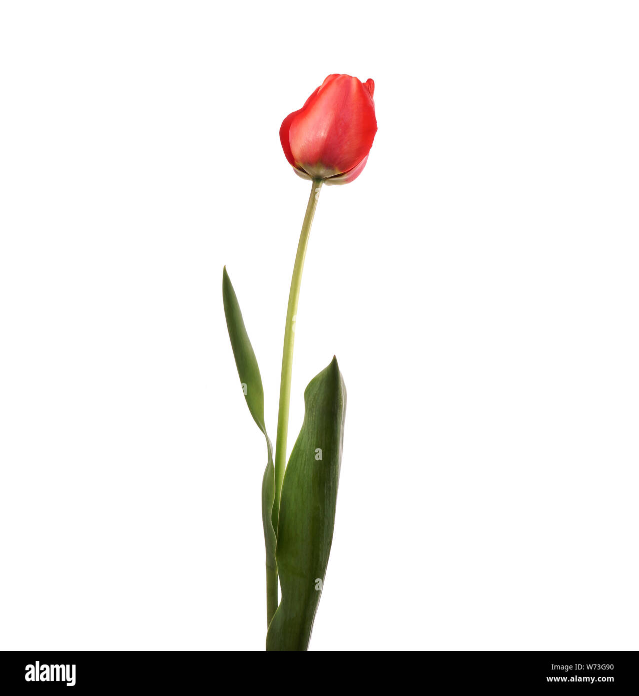 Orange floral background Cut Out Stock Images & Pictures - Alamy