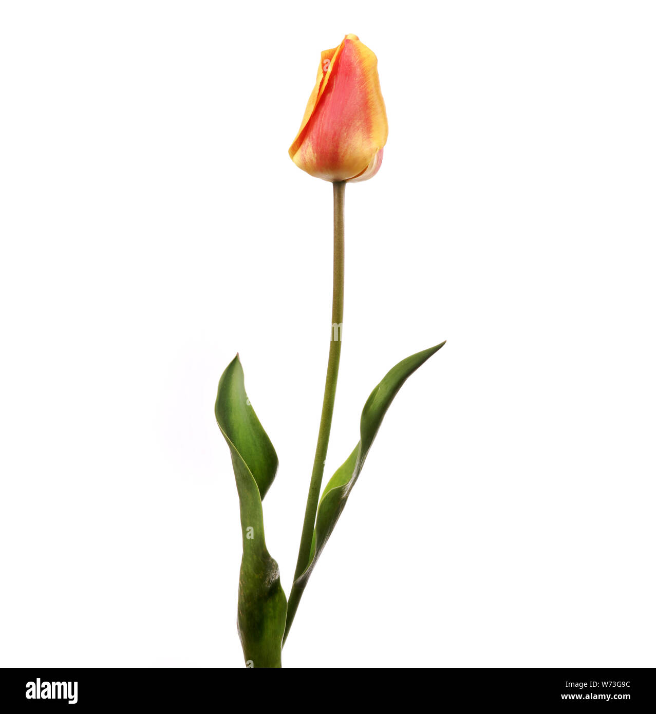 Orange floral background Cut Out Stock Images & Pictures - Alamy