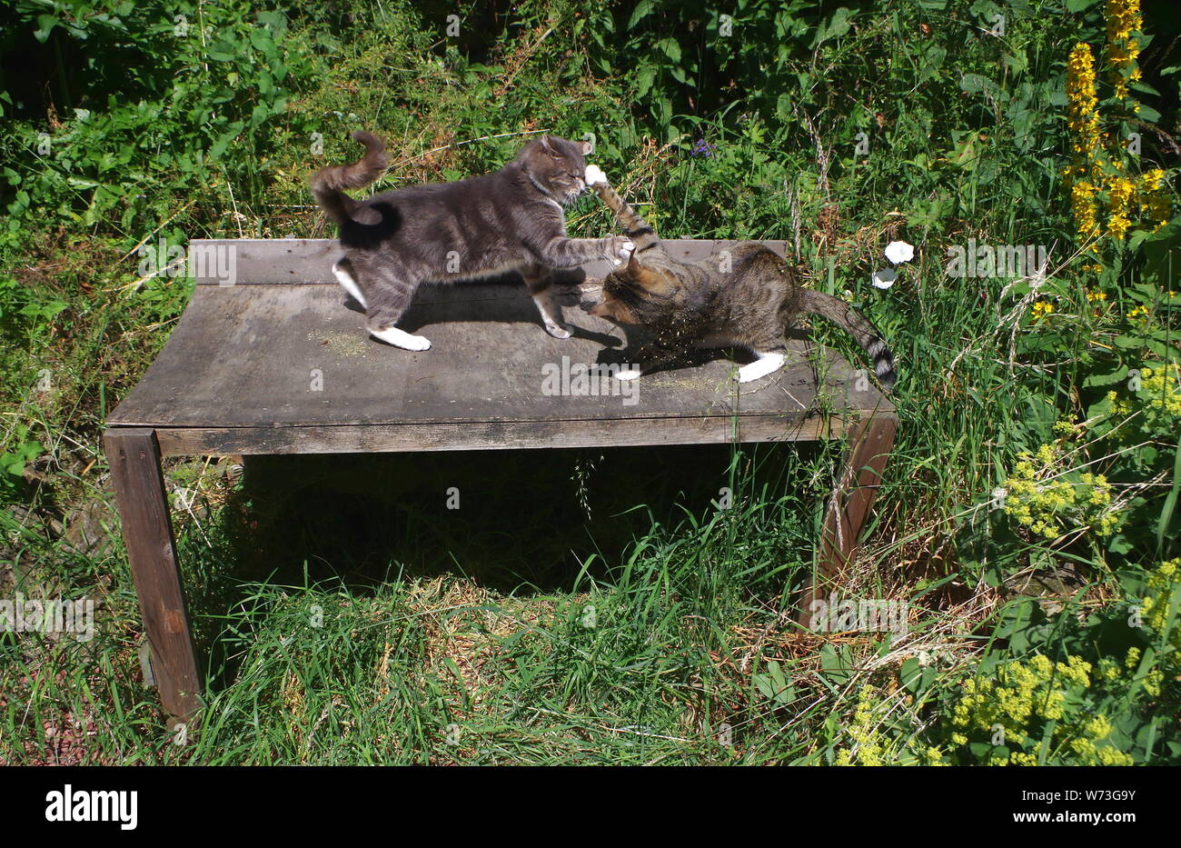 Fighting kitty hi-res stock photography and images - Alamy