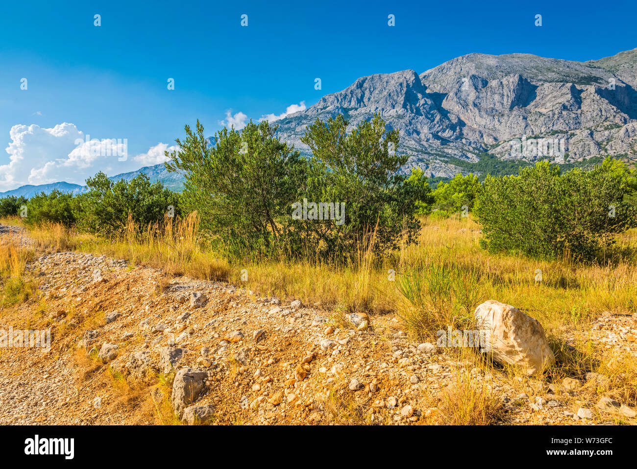Biokovo mountain nature park and trees from Makarska Riviera, Dalmatia ...