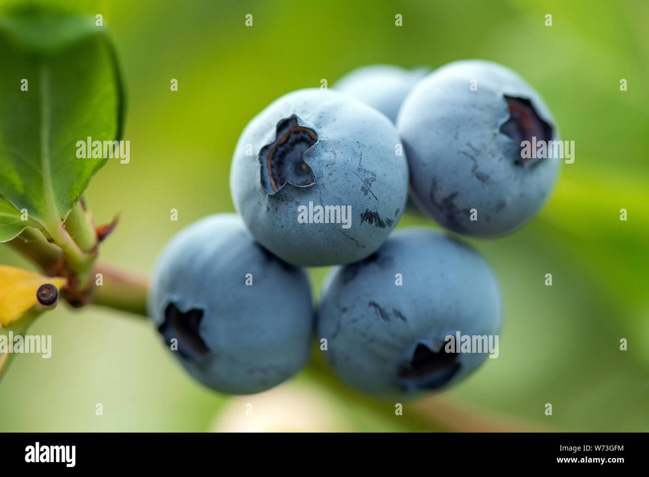 Close up ripe fresh organic blueberries on the bushes Stock Photo - Alamy