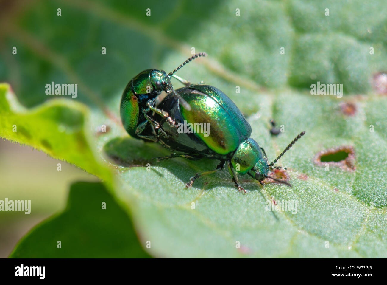 Green beetle uk hi-res stock photography and images - Alamy