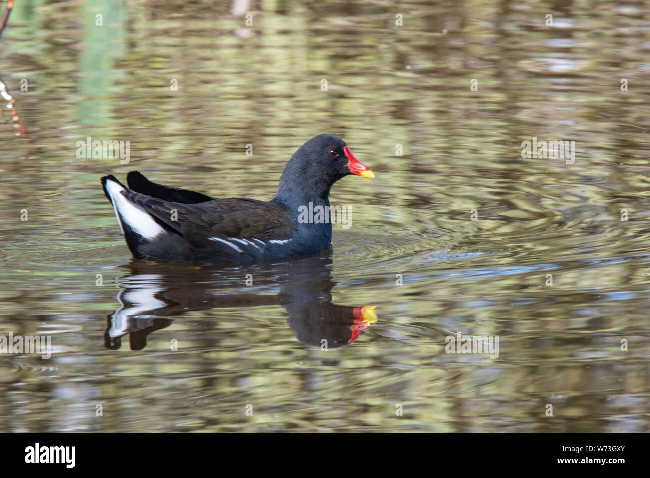 Gallinula waterbird hi-res stock photography and images - Alamy