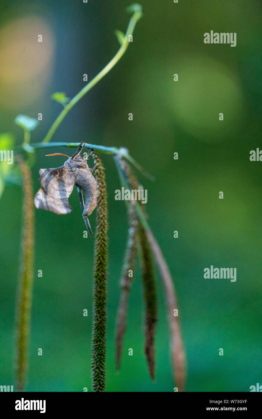 Sphingidae family hi-res stock photography and images - Alamy