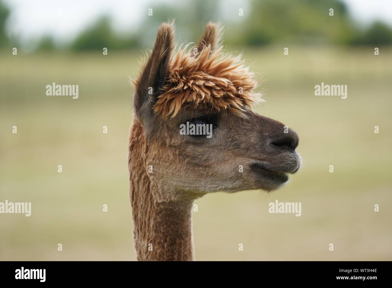 Alpaca face hi-res stock photography and images - Alamy