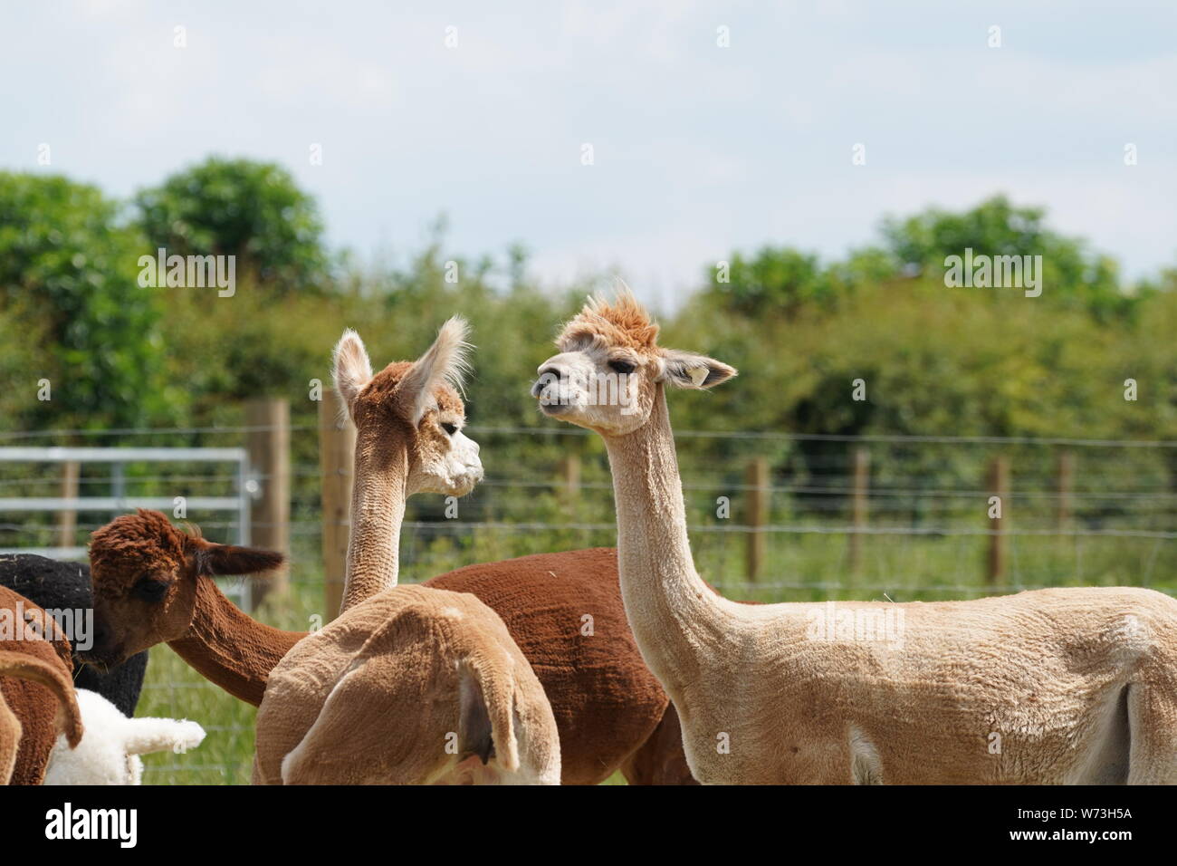Alpaca long neck hi-res stock photography and images - Alamy