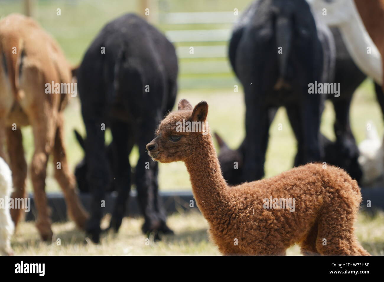 Little baby llama alpaca hi-res stock photography and images - Alamy