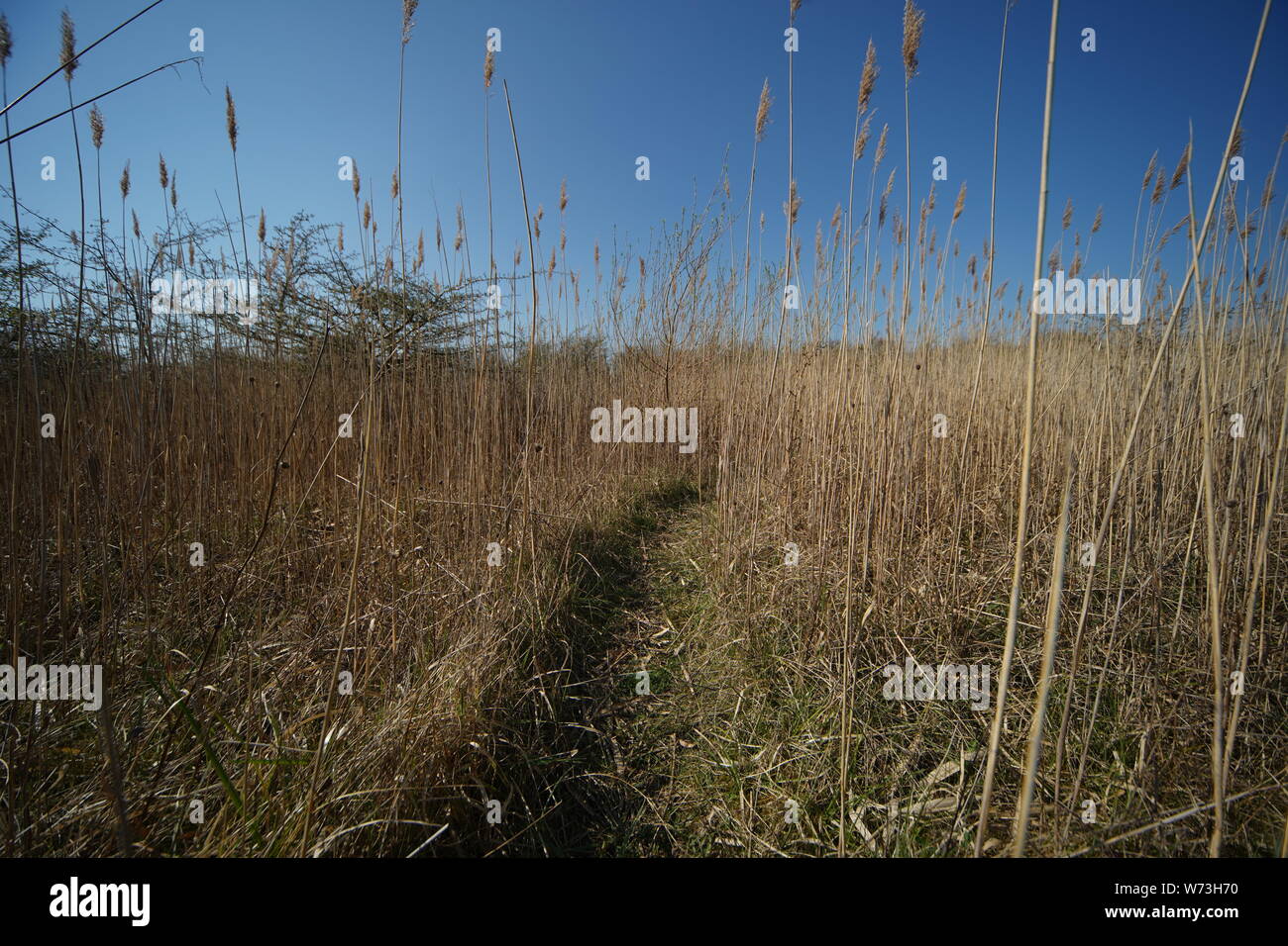 Reed Walkway, Lincolnshire Stock Photo - Alamy