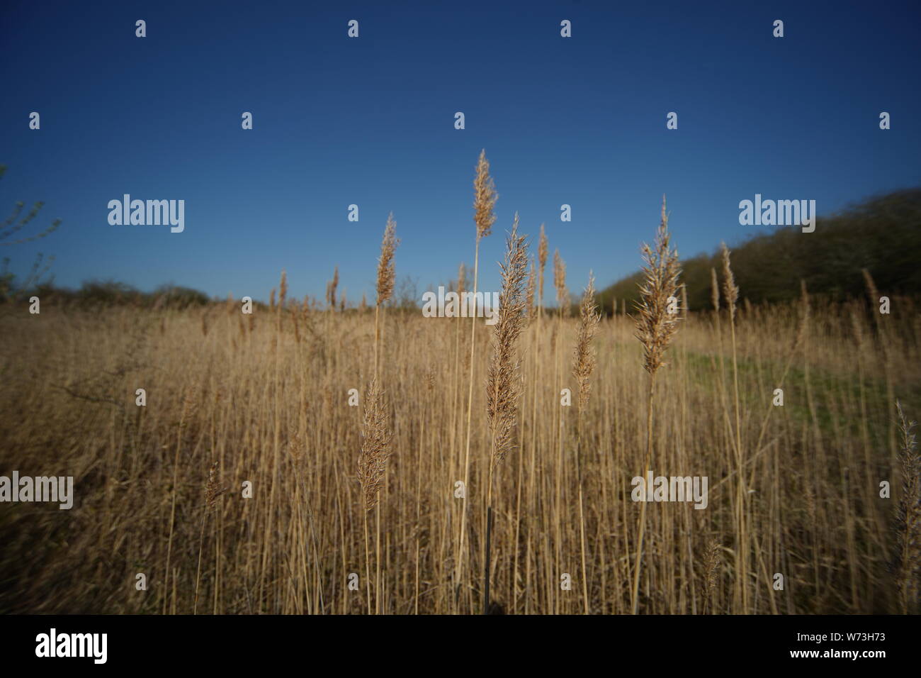 Reeds and adventure hi-res stock photography and images - Alamy