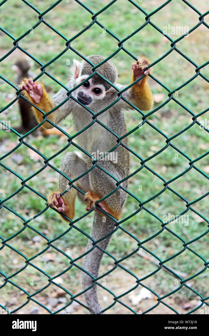 Full body portrait of a spider monkey in captivity, climbed on fence ...
