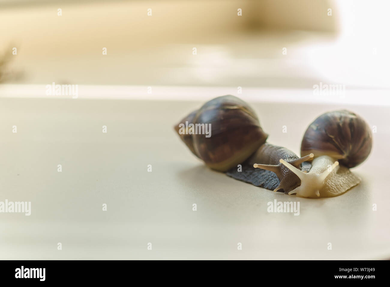 Two beautiful brown and white Achatina with a spiral shell crawling on ...
