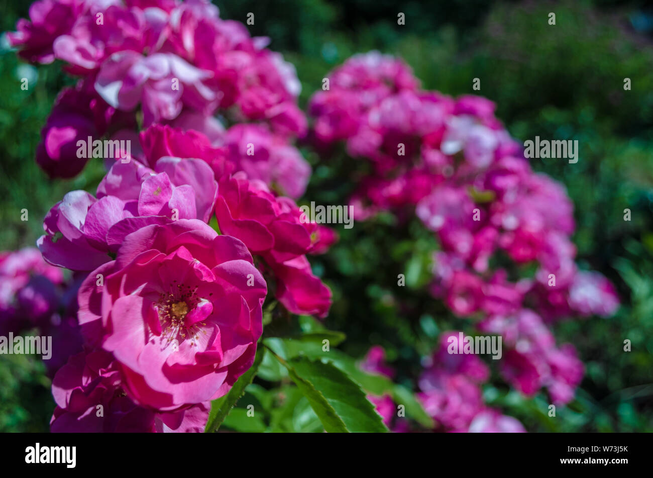 Bush of fluffy pink roses in sunny day. Romantic florets on blurred ...