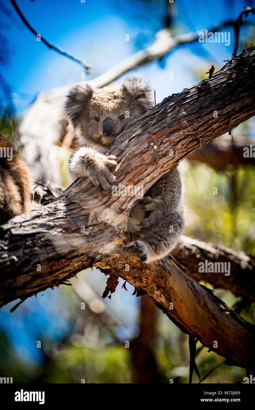 The koala, or, inaccurately, koala bear - is an arboreal herbivorous ...