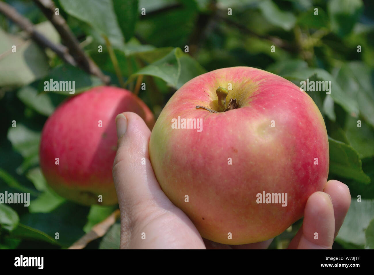 Apple from tree hi-res stock photography and images - Alamy