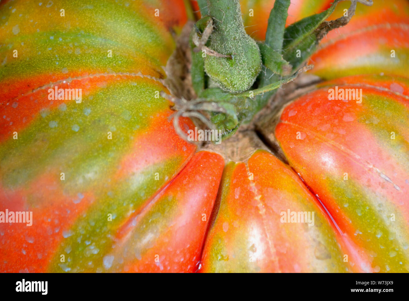 Tomato solanum lycopersicum hi-res stock photography and images - Alamy