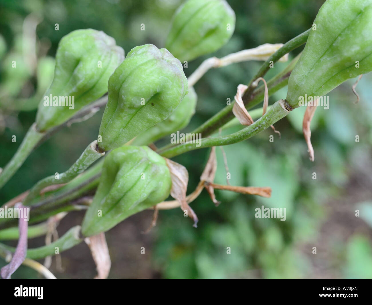 Fruits and seeds of Lilium candidum in summer Stock Photo - Alamy