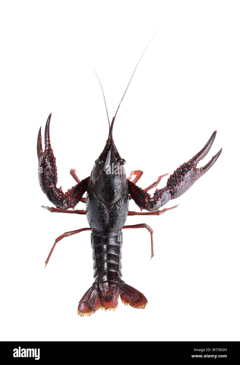 an alive crawfish isolated on white background Stock Photo - Alamy