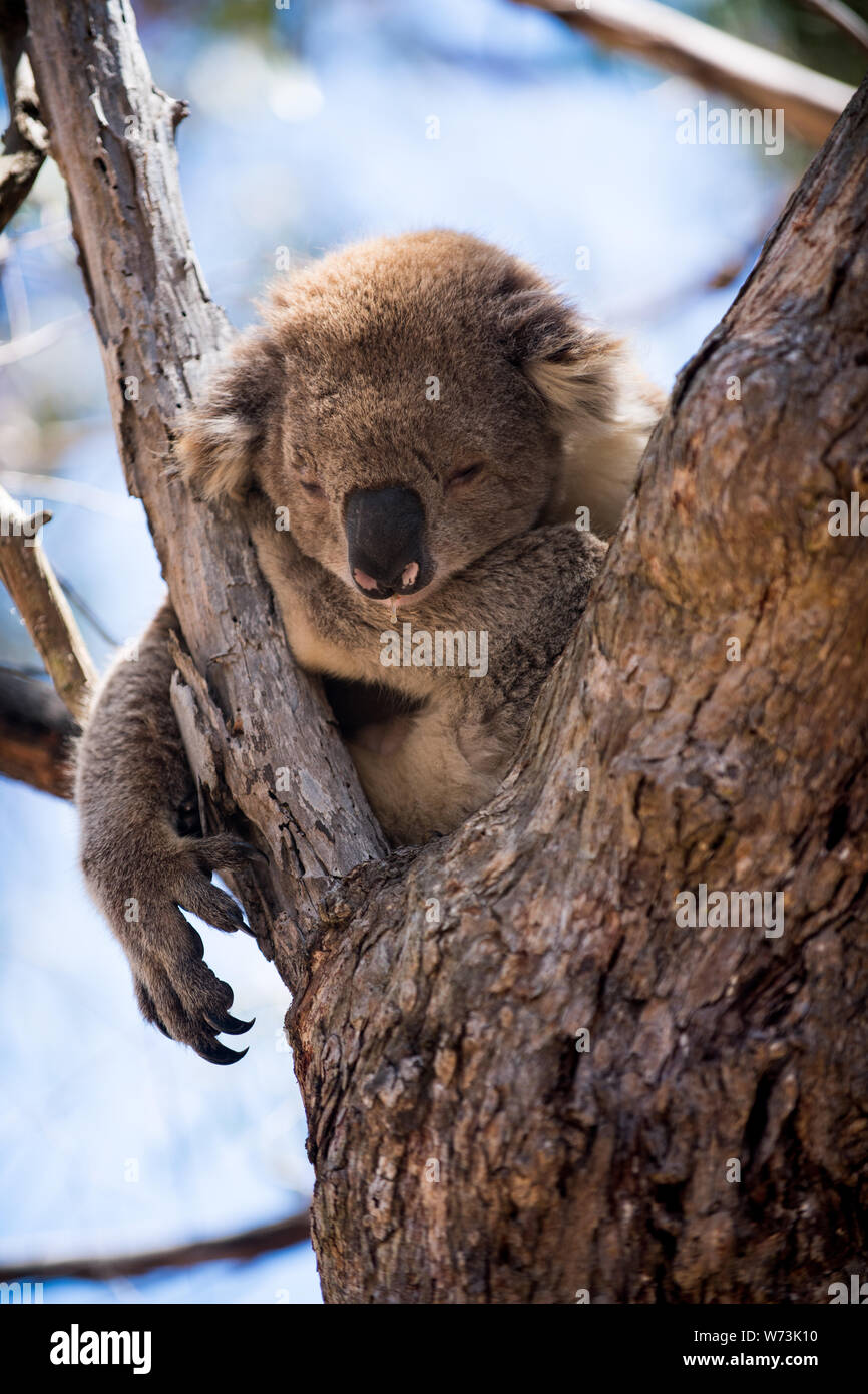 The koala, or, inaccurately, koala bear - is an arboreal herbivorous ...
