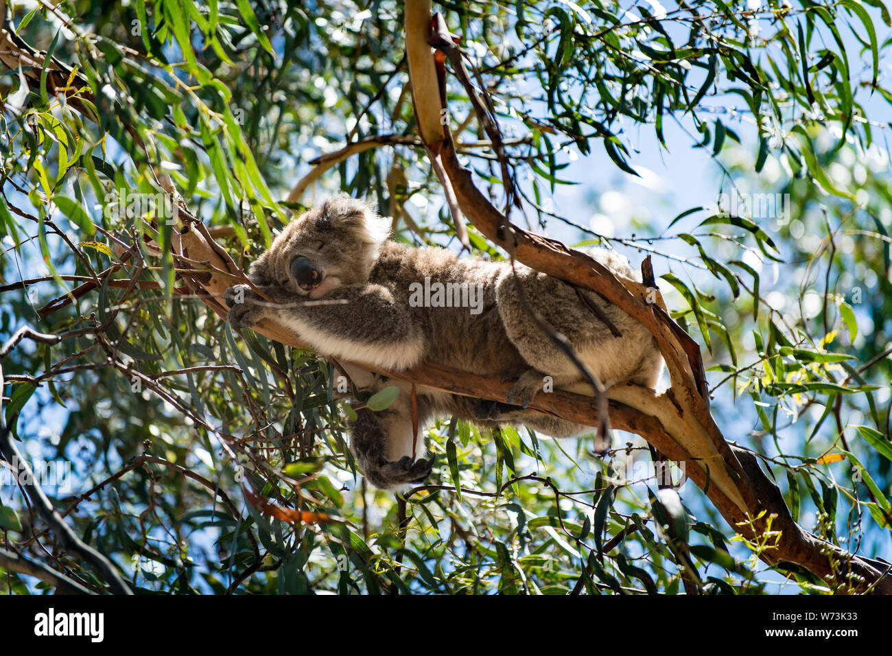The koala, or, inaccurately, koala bear - is an arboreal herbivorous ...