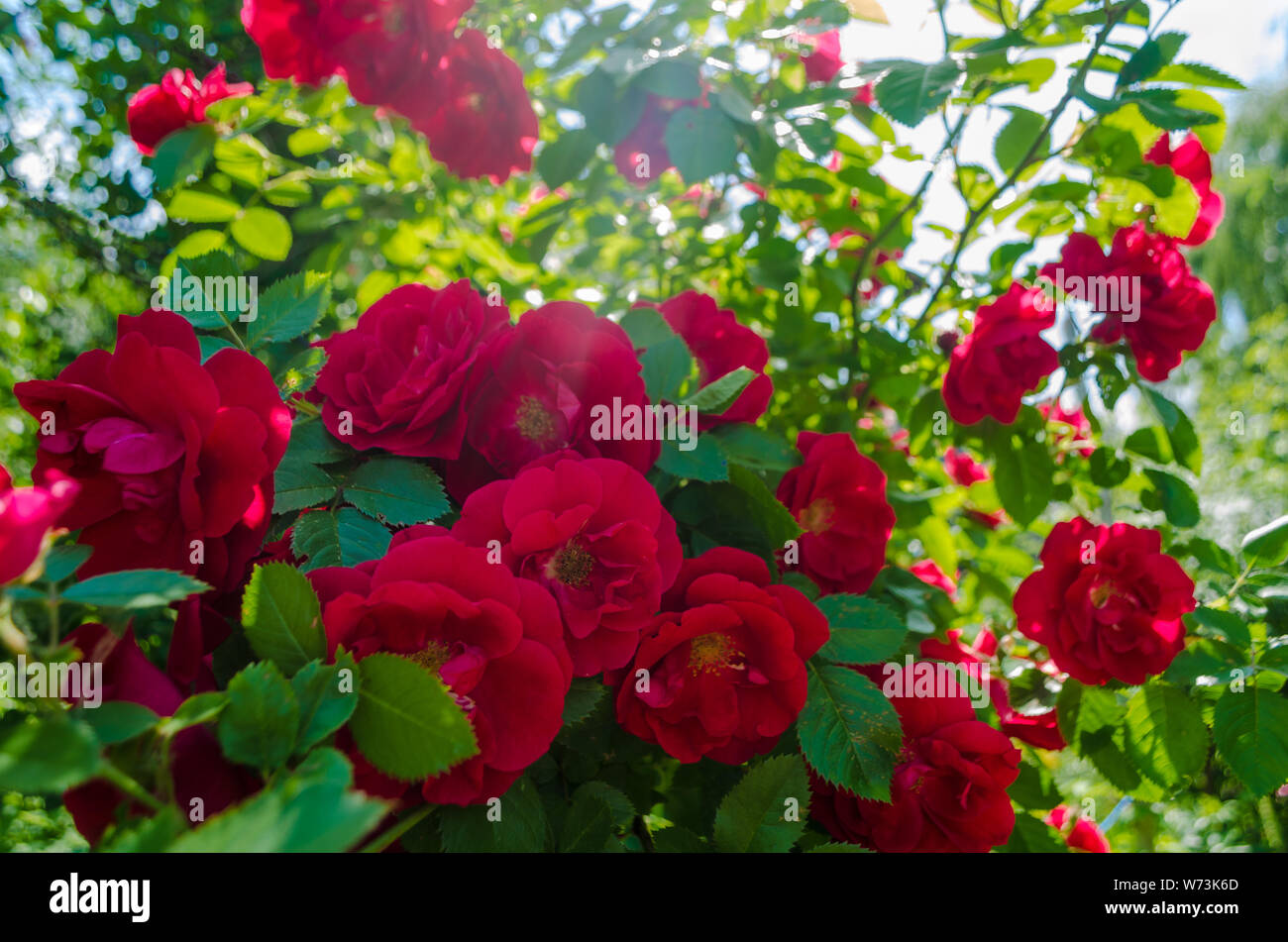Bush of a fluffy red roses in sunny day. Romantic florets on green ...