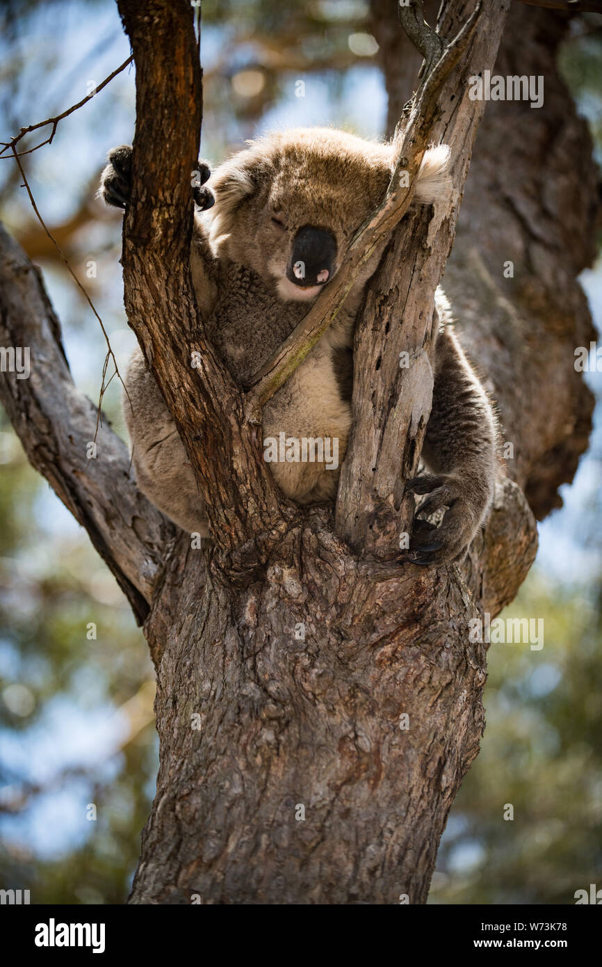 The koala, or, inaccurately, koala bear - is an arboreal herbivorous ...