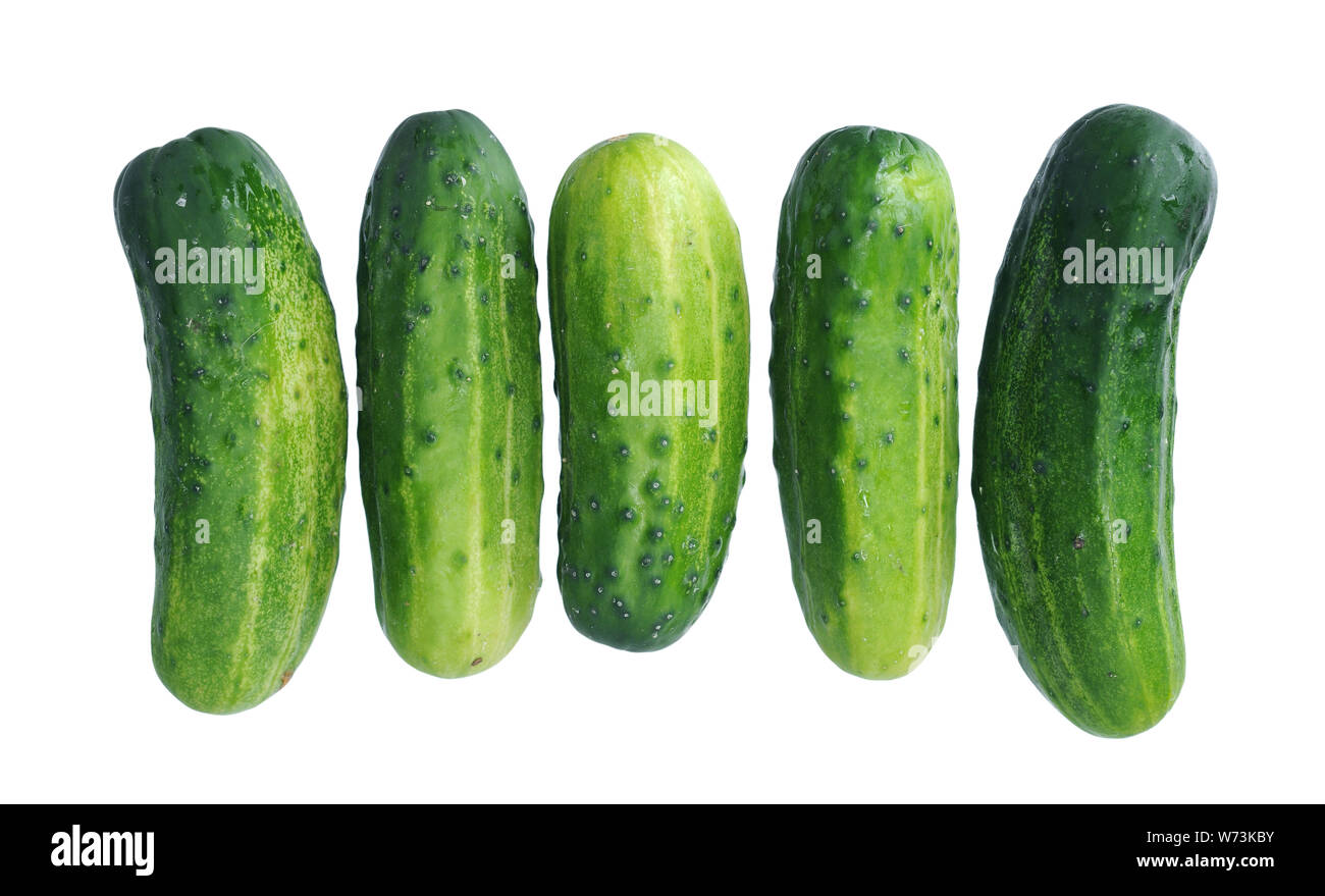 five organic pickle (just picked up) isolated on white background Stock ...