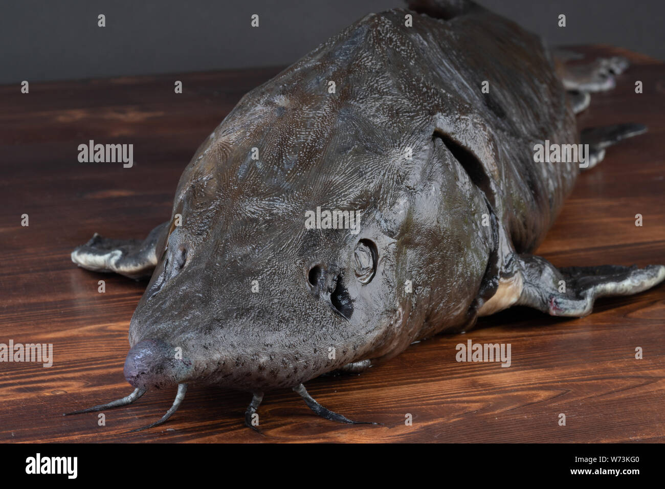 Sturgeon fish beluga hi-res stock photography and images - Alamy