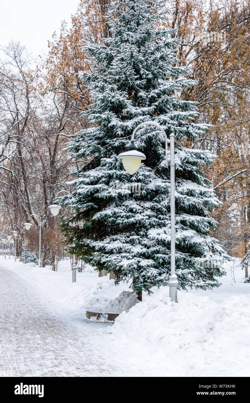 Winter scene: snow covered path, lanterns and fir tree in a park. Snowy ...