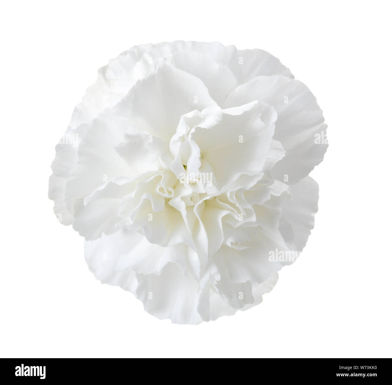white carnation isolated on white background Stock Photo - Alamy