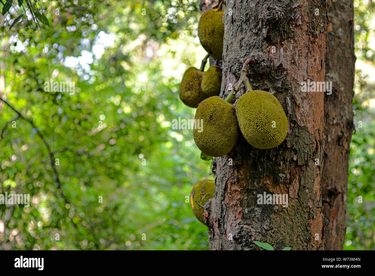 Tropical fruit, jackfruit, growing directly on a tree trunk, with ...