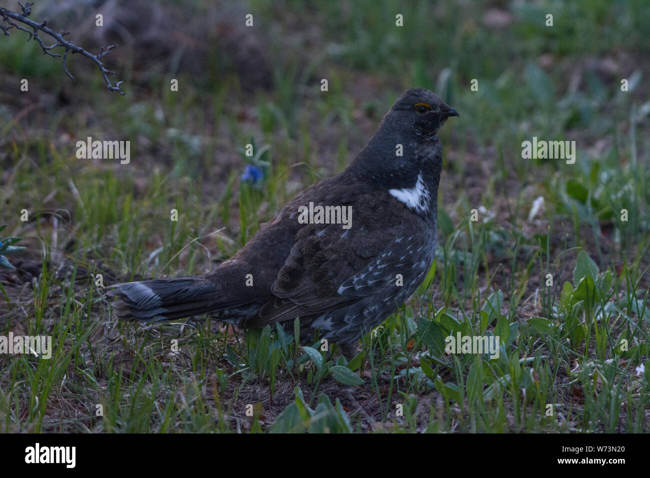 Dusky Grouse (Dendragapus obscurus) from Gunnison County, Colorado, USA ...