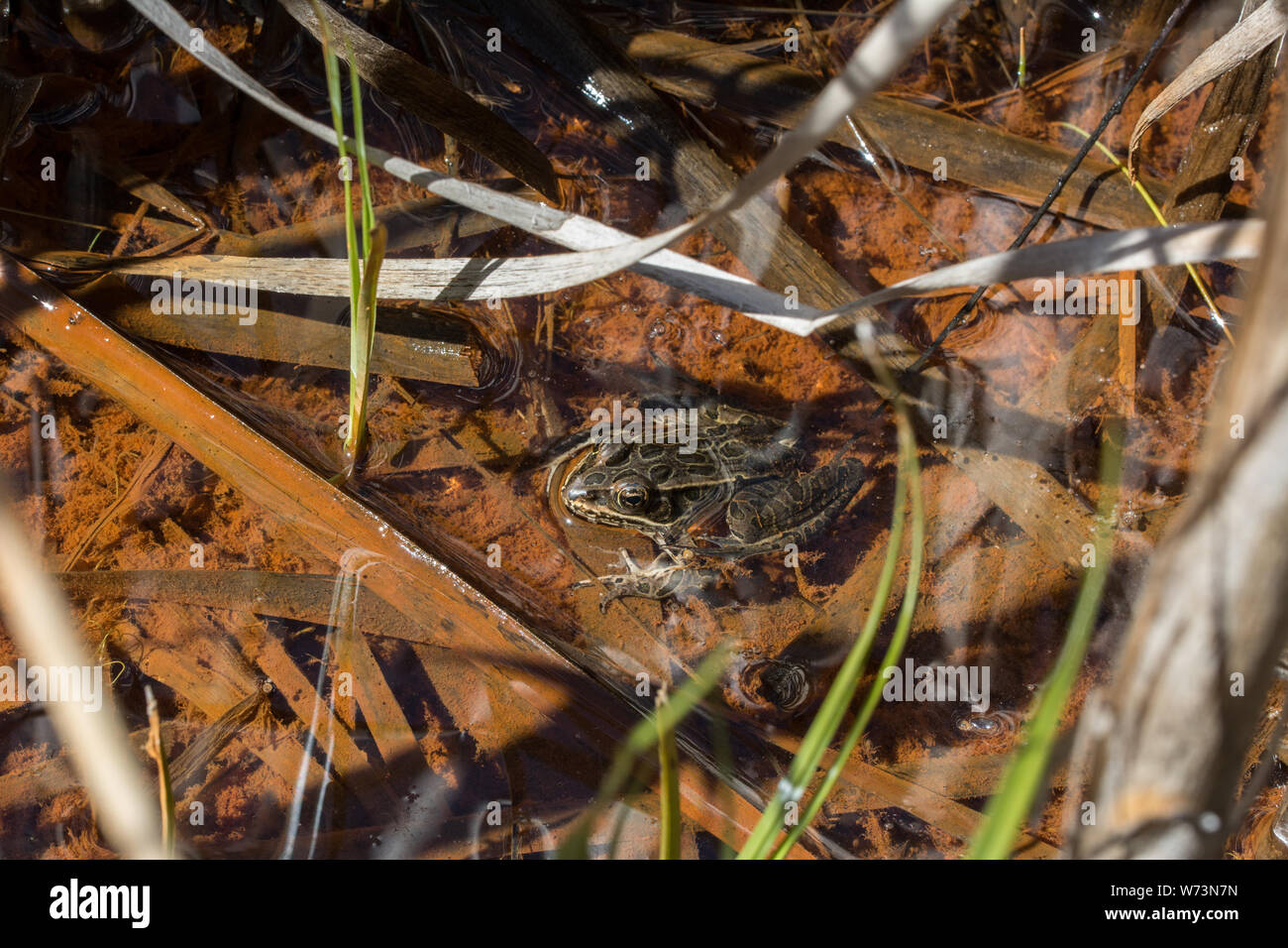 Northern Leopard Frog (Lithobates pipiens) from Jefferson County ...