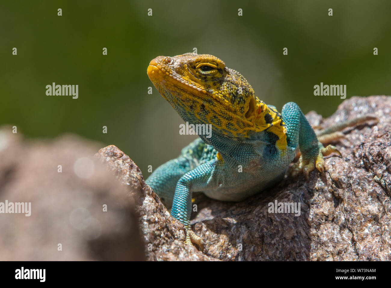 Eastern Collared Lizard (Crotaphytus collaris) from Mesa County ...
