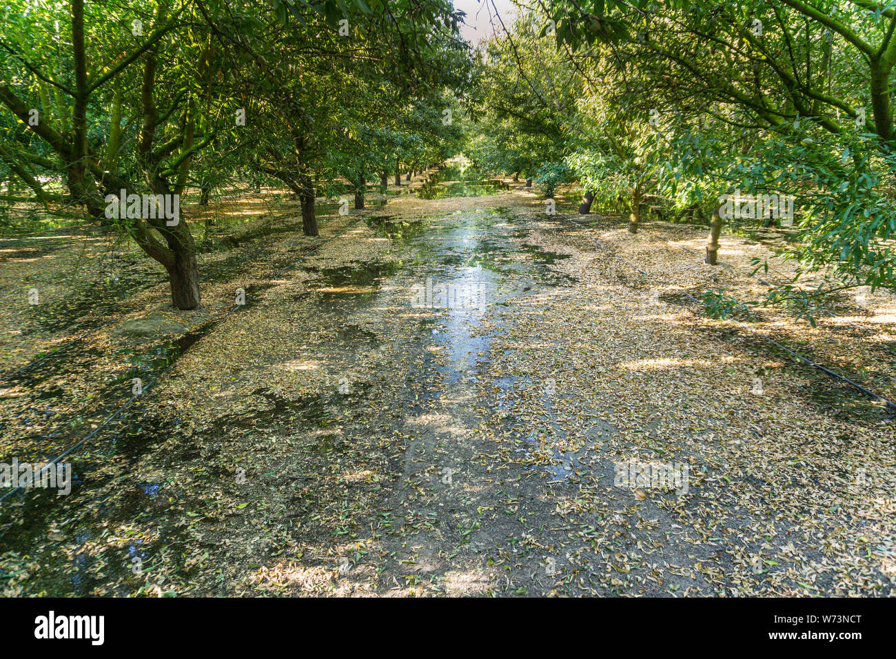 Flood irrigation hi-res stock photography and images - Alamy