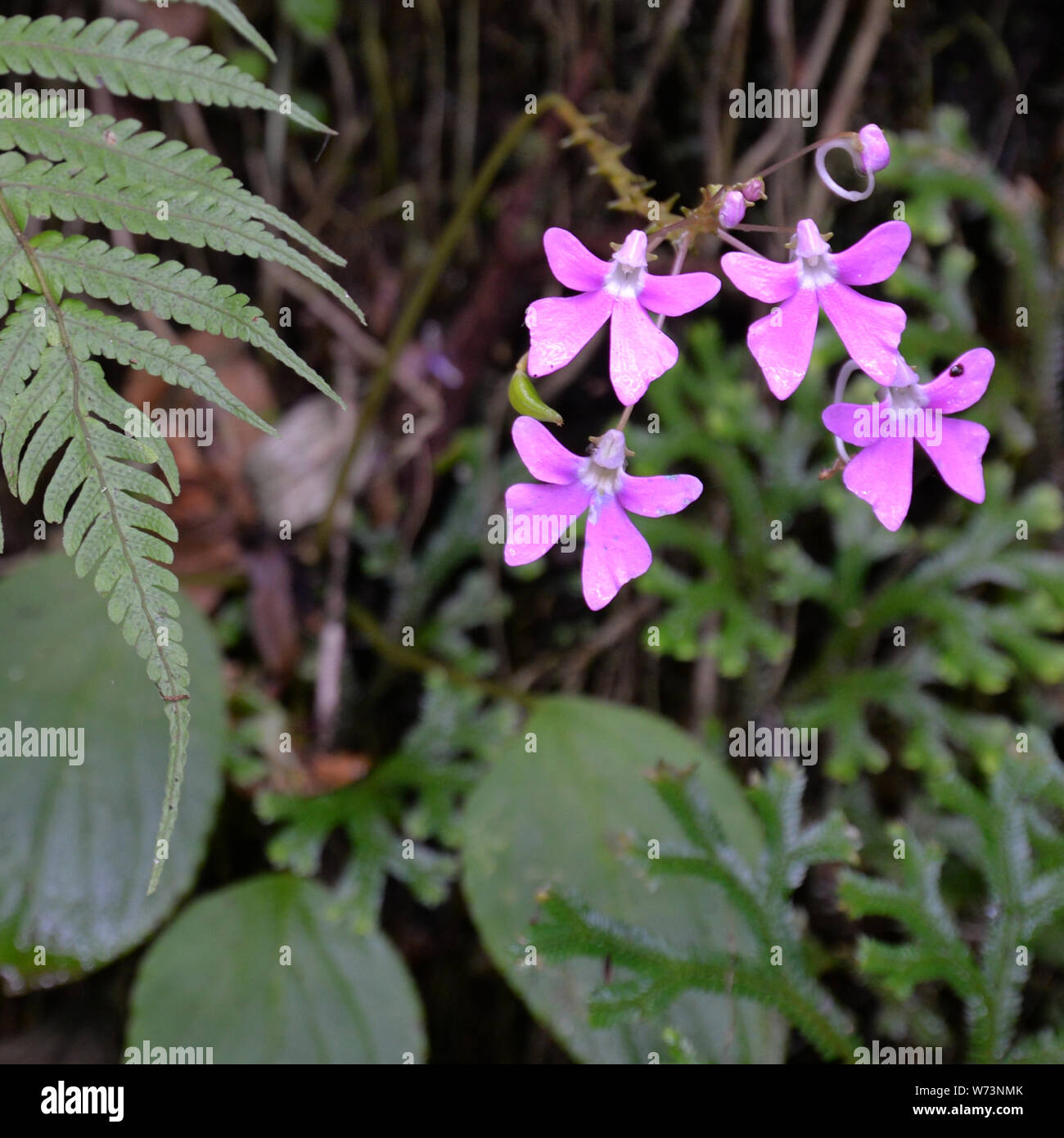 Wild pink flower with 4 petals, Sri Lanka Stock Photo - Alamy