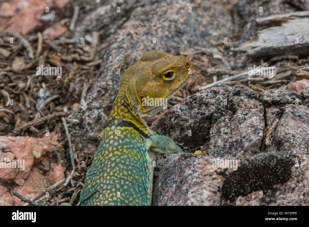 Eastern Collared Lizard (Crotaphytus collaris) from Mesa County ...