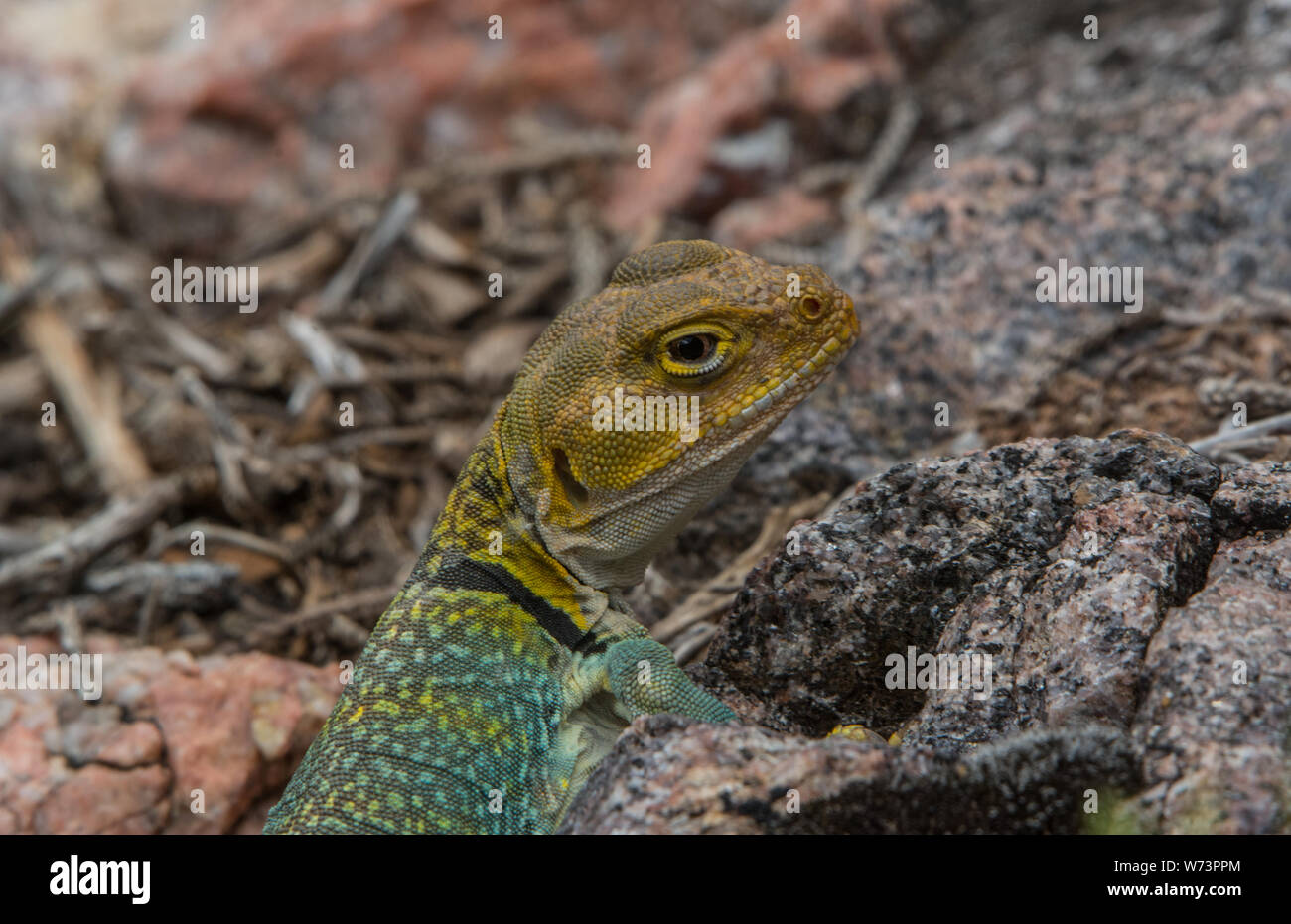 Green collared lizard hi-res stock photography and images - Alamy